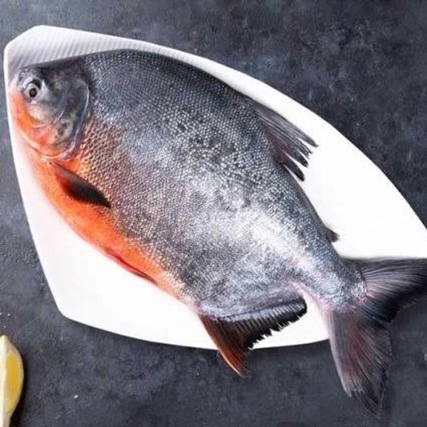 Fish - Parai