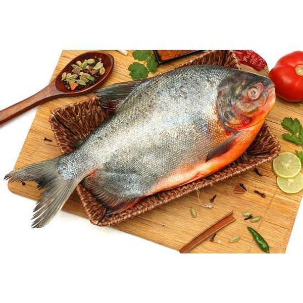 Fish - Parai