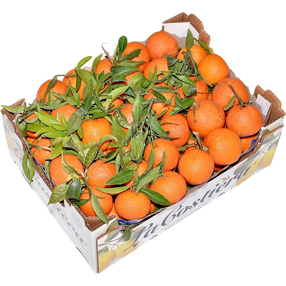 Mandarin Morocco|الماندرين المغرب